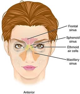 How To Do a Facial For Lymph Drainage – Colorado Aromatics