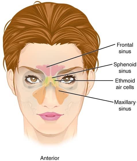 How To Do a Facial For Lymph Drainage – Colorado Aromatics